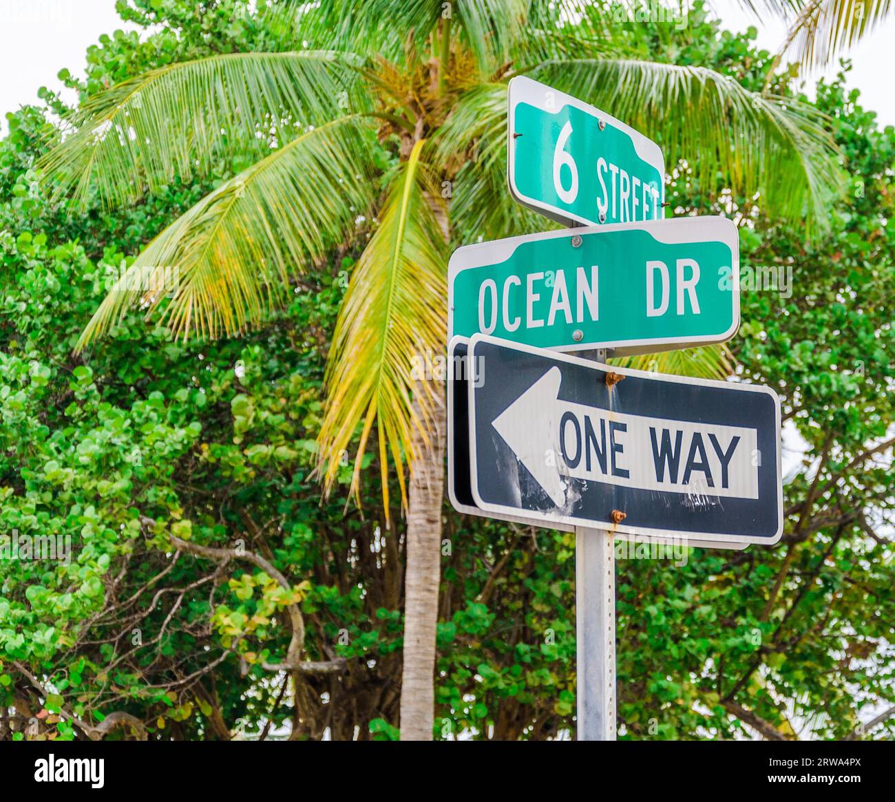 Ocean Drive street sign and a palm tree behind in Miami Beach, Florida ...