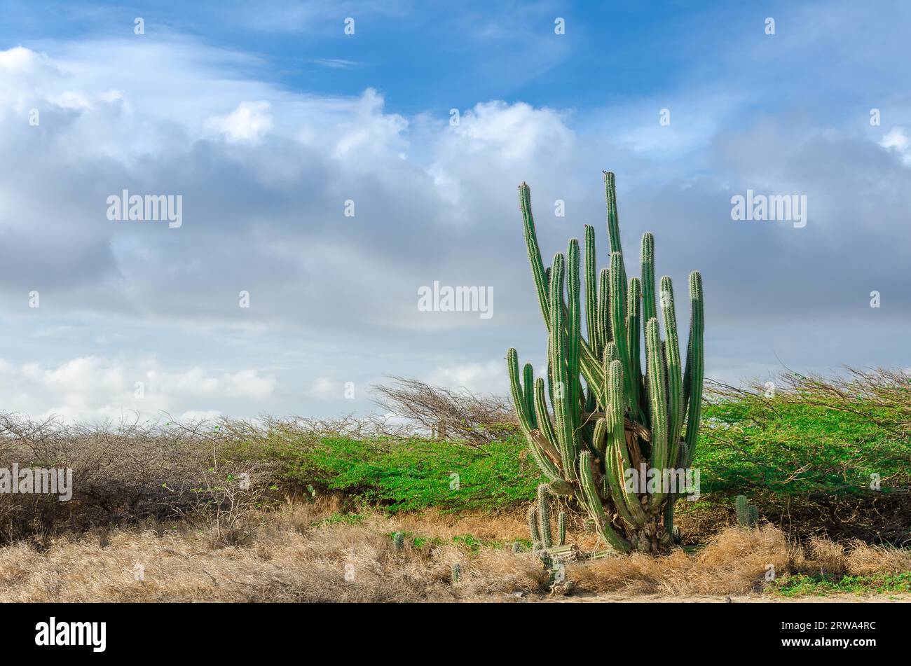 Dry and arid desert landscape with cactus and native plants in Aruba ...