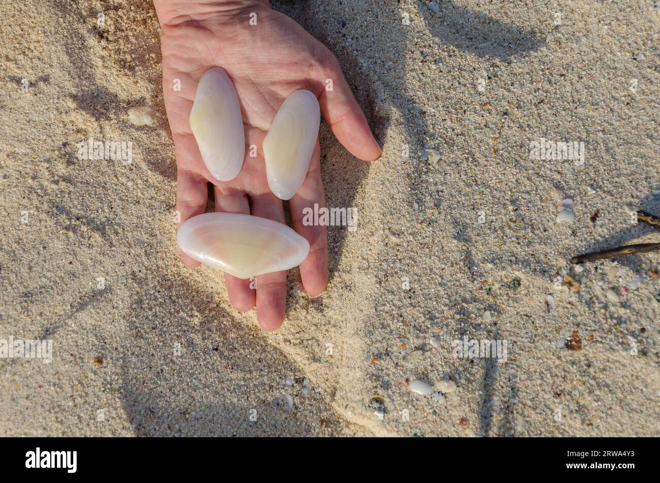 Handing holding shells hi-res stock photography and images - Alamy
