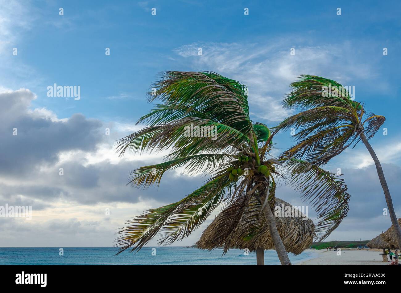 Rest area with Palm trees by the beach in Aruba Island Stock Photo - Alamy