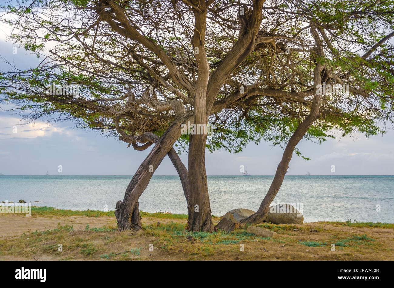 Beautiful exotic Tree under the magic golden hour against the azure sea ...