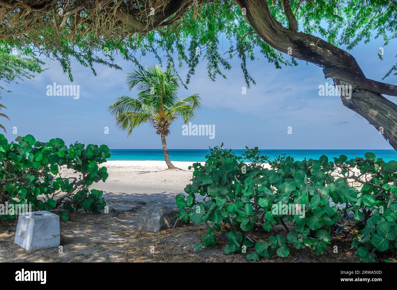 Amazing view of a solitary Palm tree at the beach in Aruba, a caribbean ...