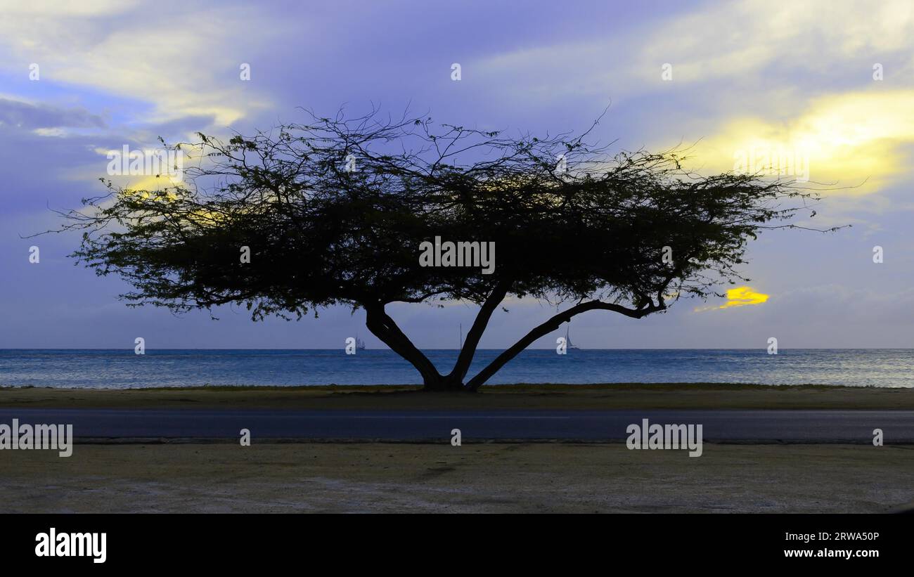 Beautiful exotic Tree under the magic golden hour against the azure sea ...