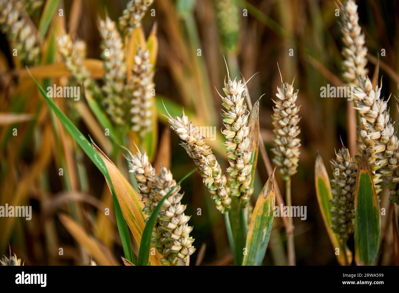 Wheat corn field before harvest Stock Photo - Alamy