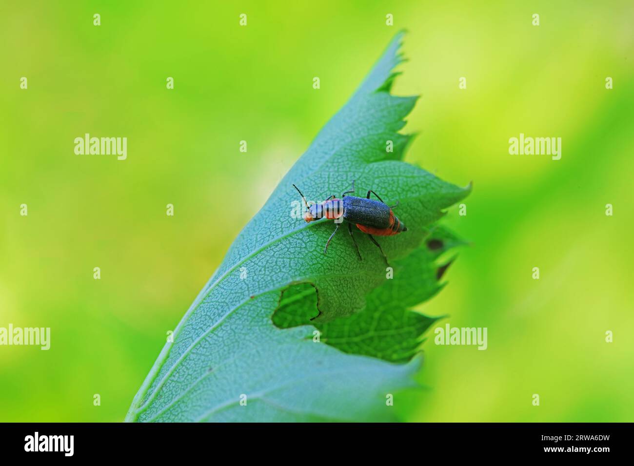 Beautiful beetles on wild plants, North China Stock Photo - Alamy