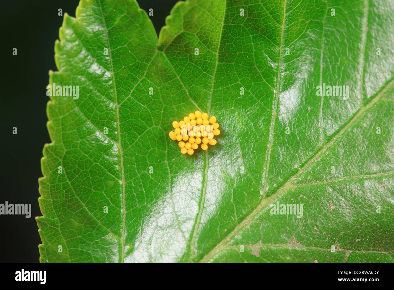 Insect eggs on wild plants, North China Stock Photo - Alamy