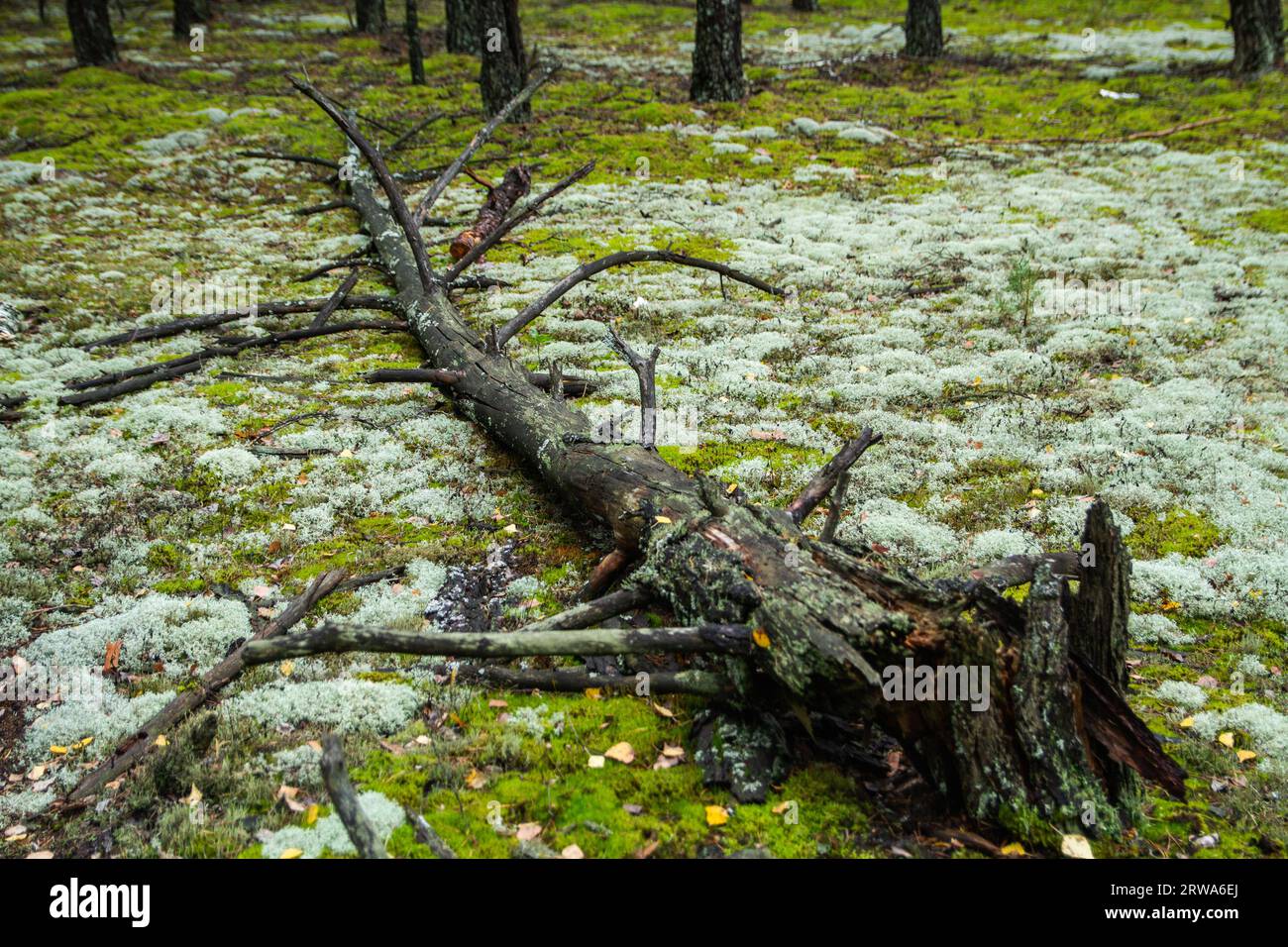 Tropical storm impact hi-res stock photography and images - Alamy