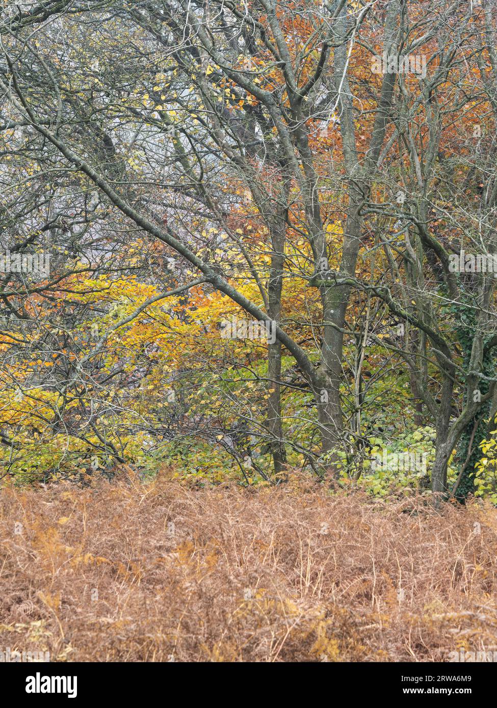 Rectory woods hi-res stock photography and images - Alamy