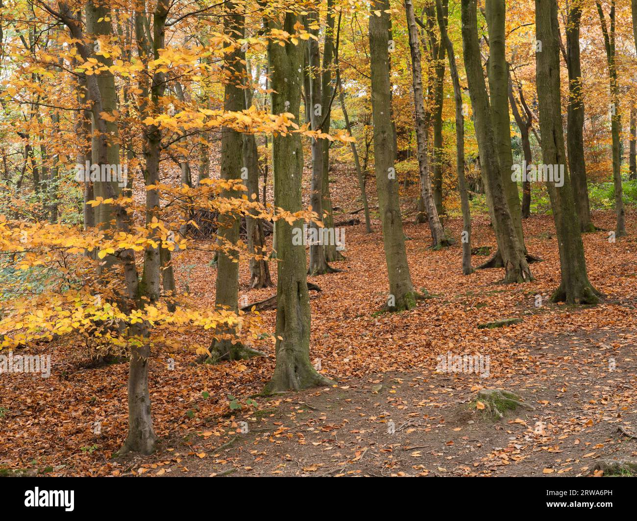Rectory woods hi-res stock photography and images - Alamy