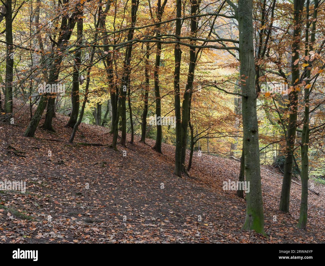 Rectory woods hi-res stock photography and images - Alamy
