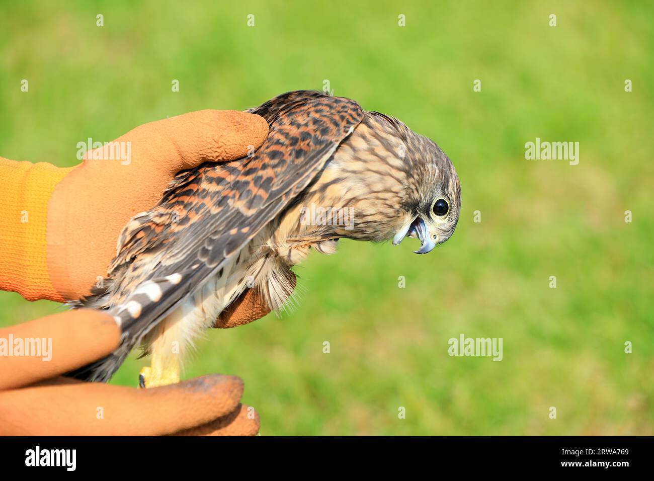 Wild Bird Rescue Workers Hold Red Falcon in Their Hands for Observation ...