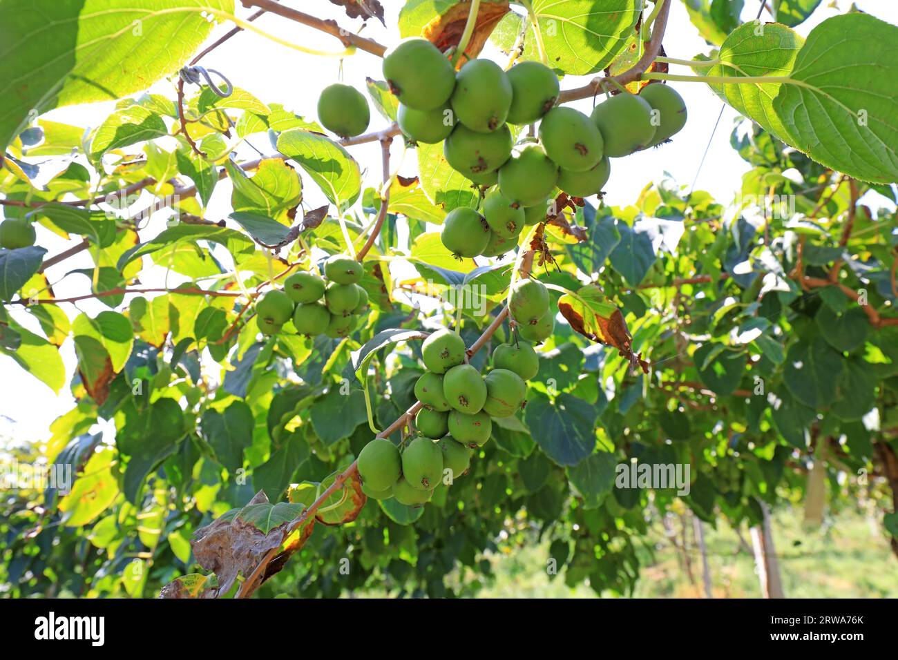 Actinidia arguta hi-res stock photography and images - Alamy