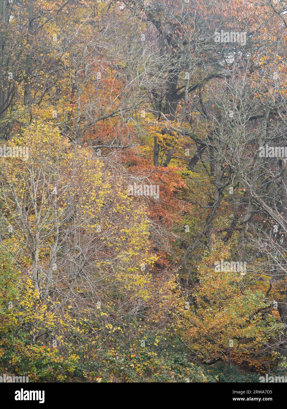 Rectory woods hi-res stock photography and images - Alamy