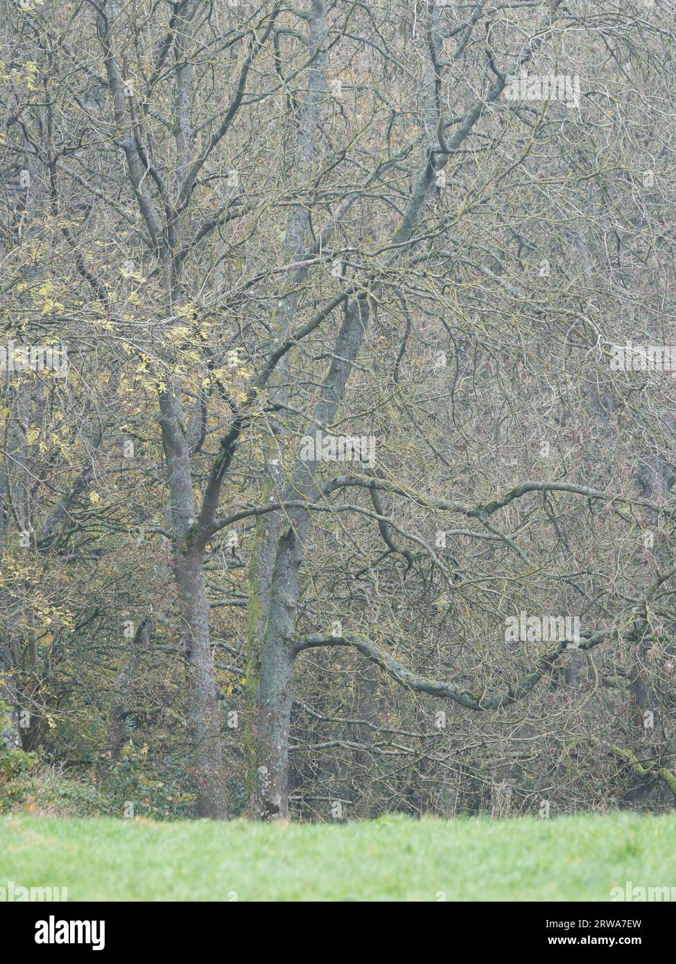 Rectory woods hi-res stock photography and images - Alamy
