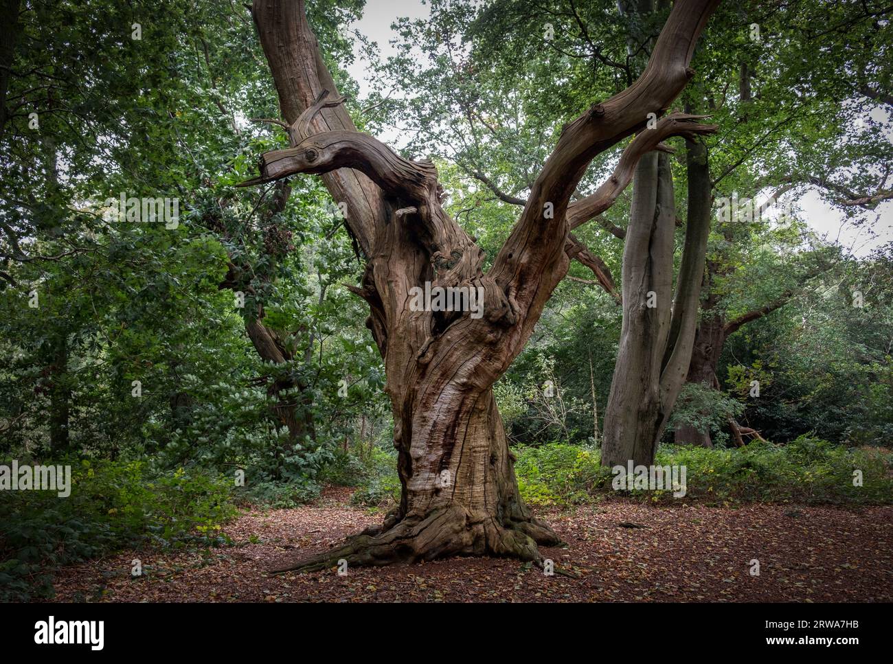 Old giants of the woodland still standing amid the lush green foliage ...
