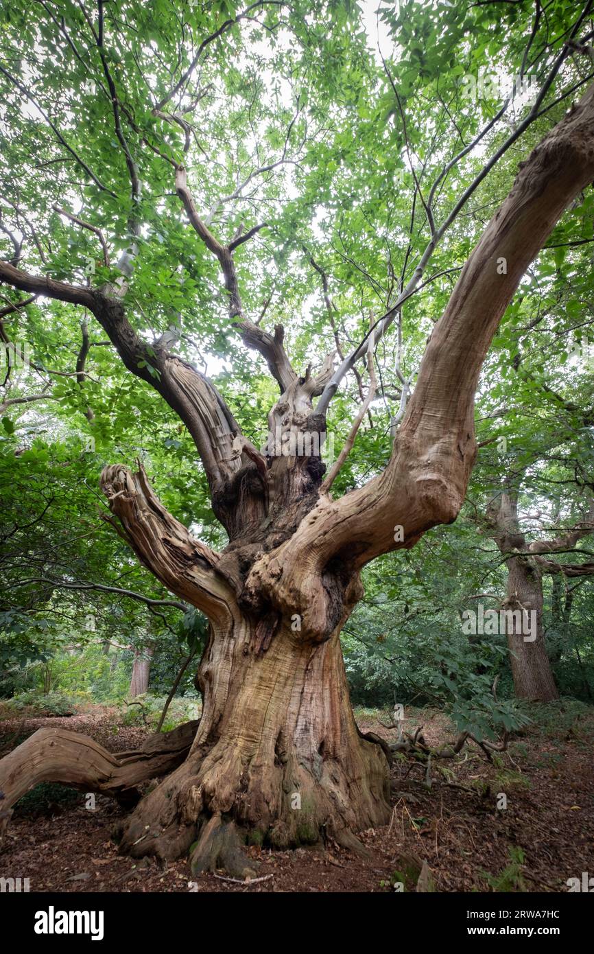 Old giants of the woodland still standing amid the lush green foliage ...
