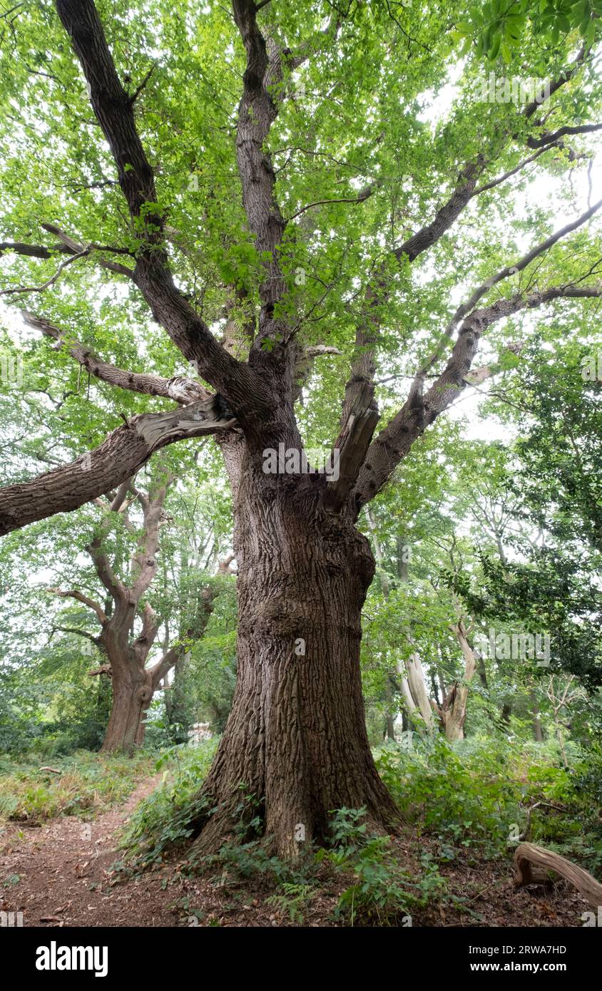 Old giants of the woodland still standing amid the lush green foliage ...