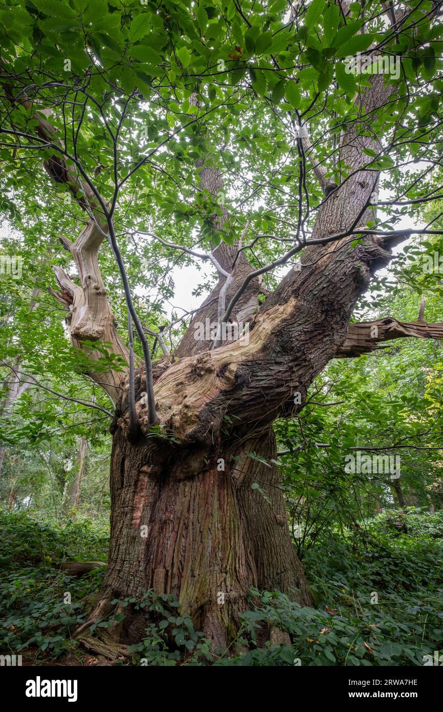 Old giants of the woodland still standing amid the lush green foliage ...