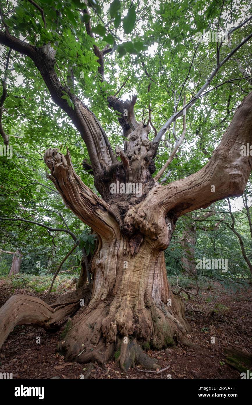 Old giants of the woodland still standing amid the lush green foliage ...