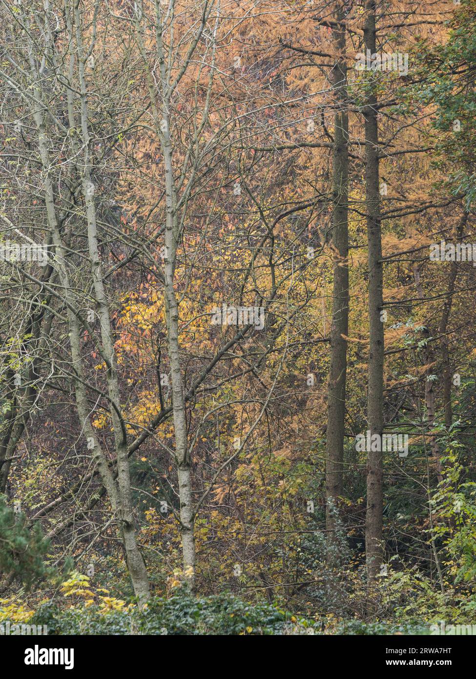 Rectory woods hi-res stock photography and images - Alamy