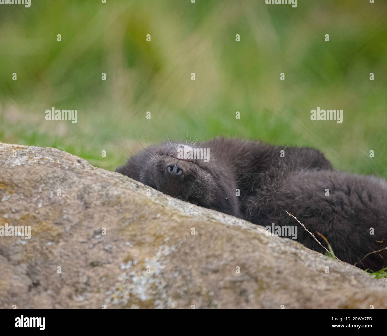 The Cub Upside Down Napping Aviemore Scotland Adorable Images Show Ten Week Old Arctic Fox