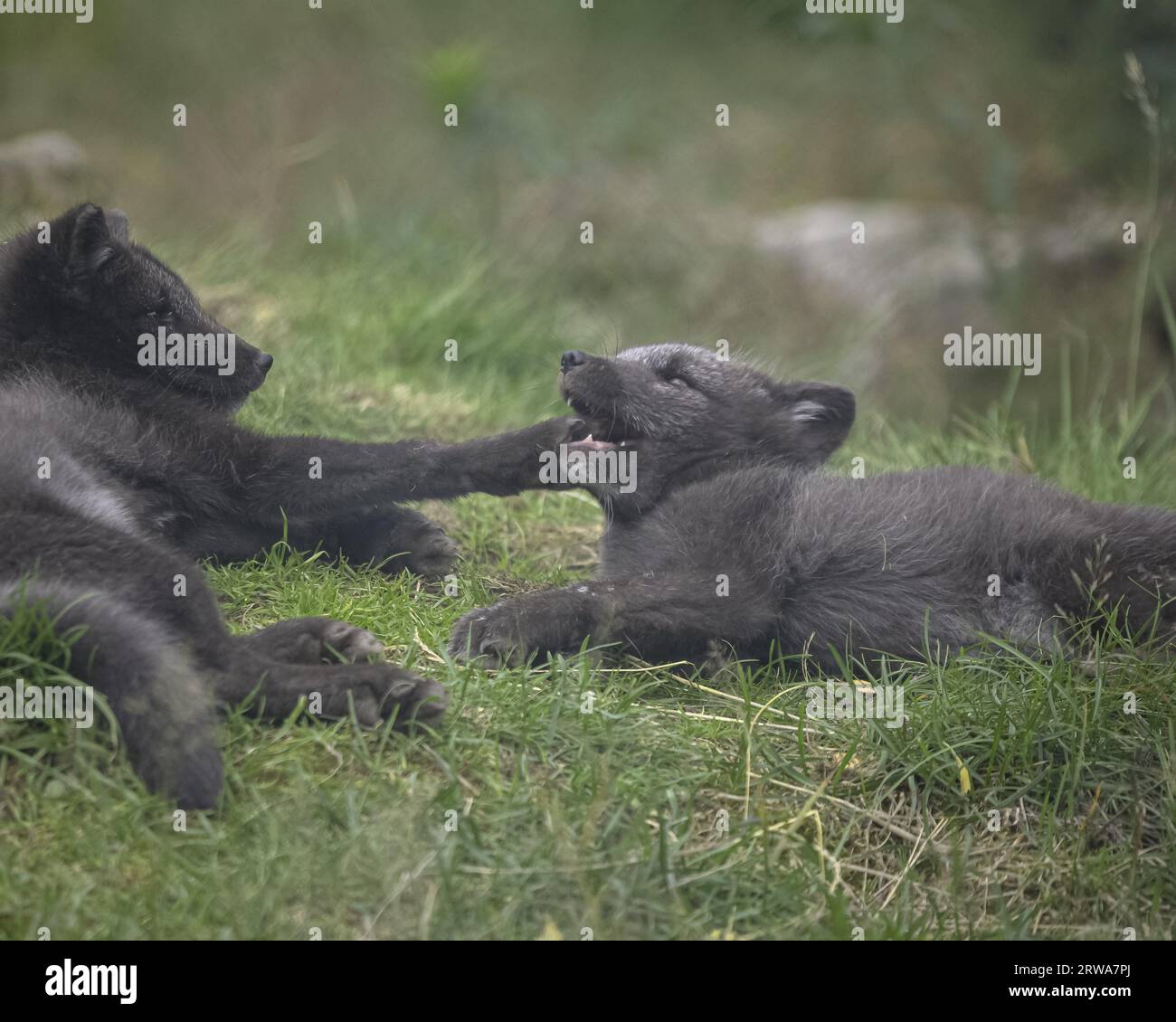 A cub gets pawed AVIEMORE, SCOTLAND ADORABLE IMAGES show ten week old ...