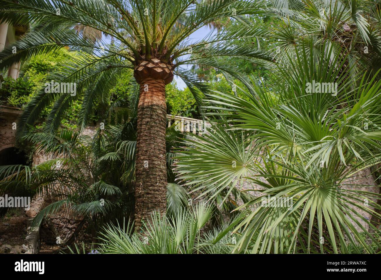 Mallorca, Spain - 23 July, 2023: Tropical plants and flowers in the ...