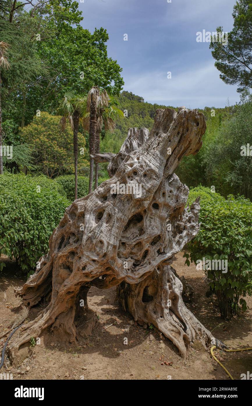 Mallorca, Spain - 23 July, 2023: An old Olive tree stump at the ...