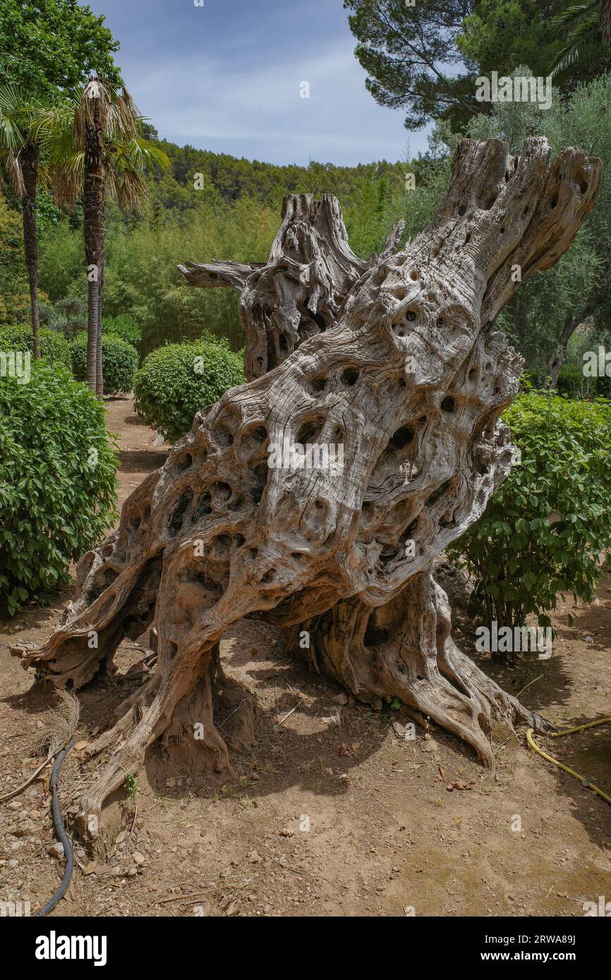 Mallorca, Spain - 23 July, 2023: An old Olive tree stump at the ...