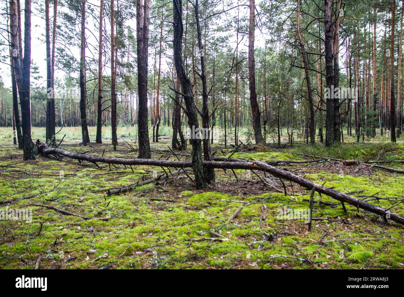 A dry tree felled by a storm . Pine forest Stock Photo - Alamy