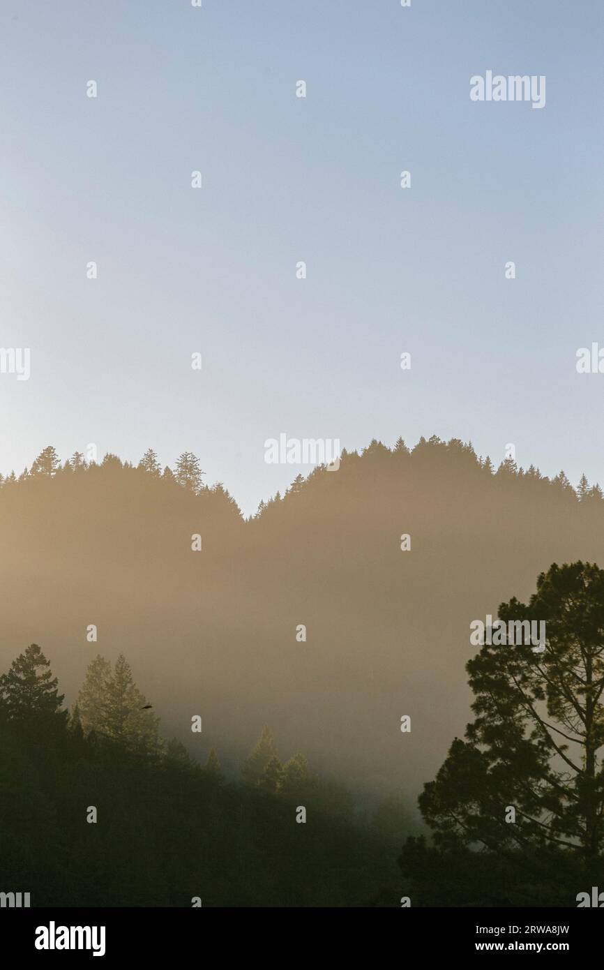 Treeline silhouette hi-res stock photography and images - Alamy
