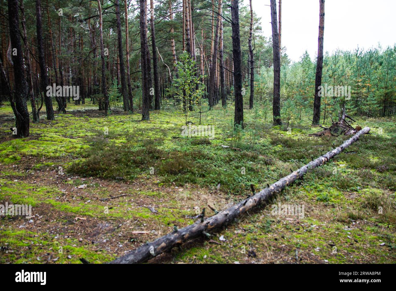 Tornado damage power lines trees hi-res stock photography and images ...