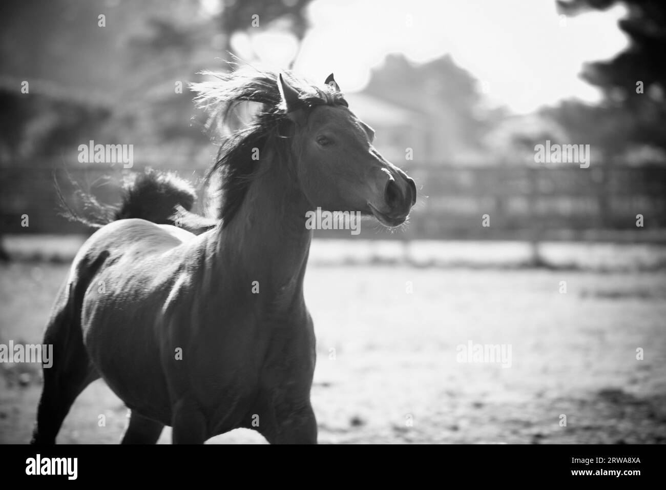 White horse side view Black and White Stock Photos & Images - Alamy