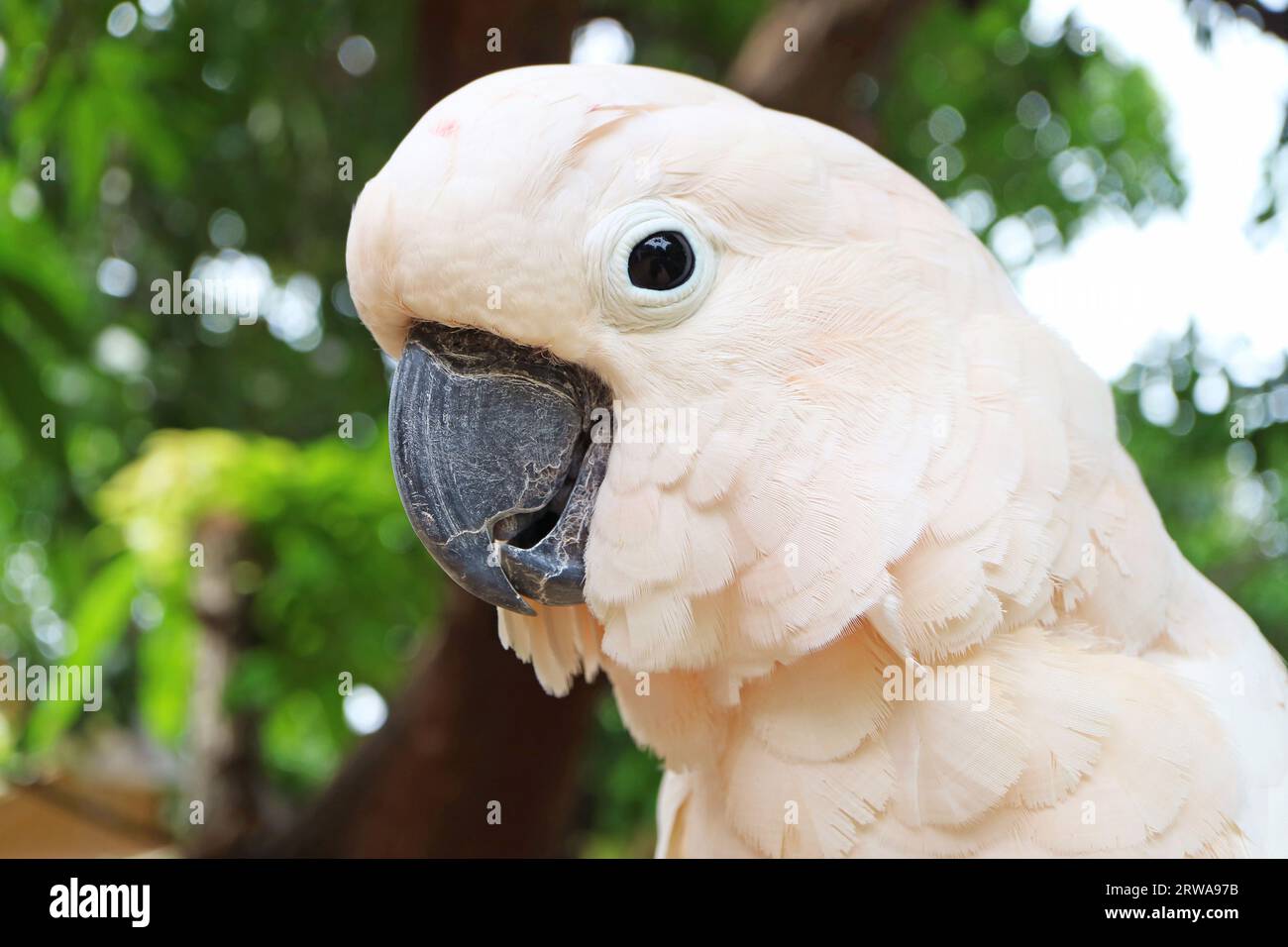 Adorable cockatoo hi-res stock photography and images - Alamy