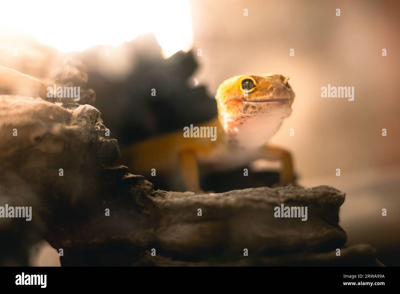 A small yellow lizard peeking out from its hiding place Stock Photo - Alamy