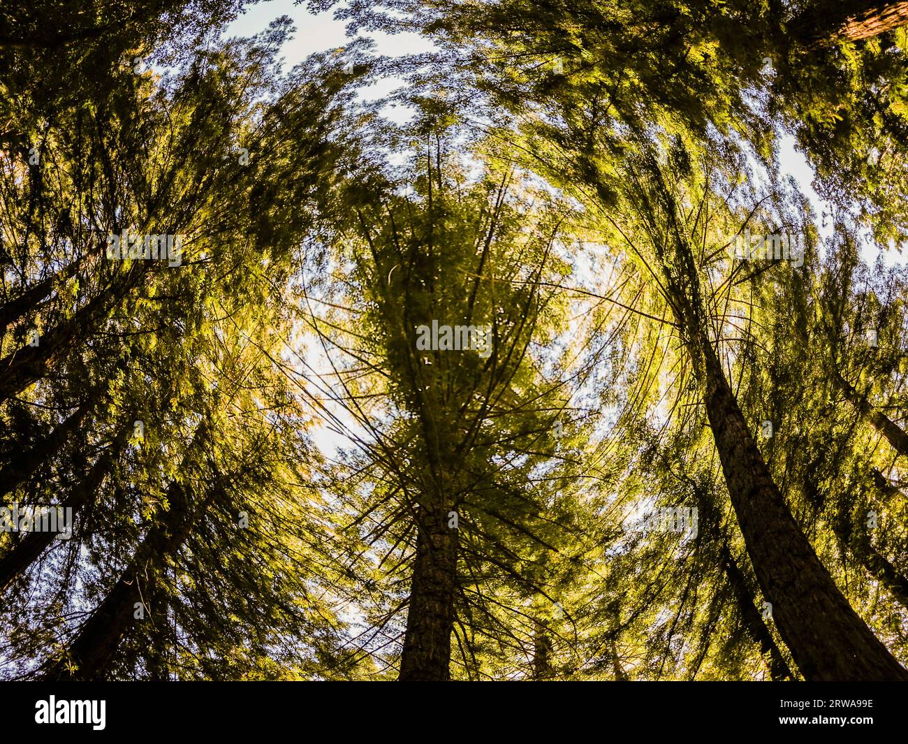 Lens motion trees not water not bird hi-res stock photography and ...