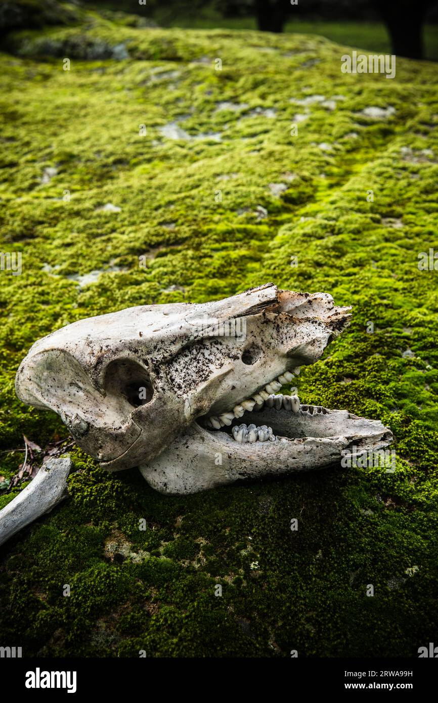 Bone head hi-res stock photography and images - Alamy