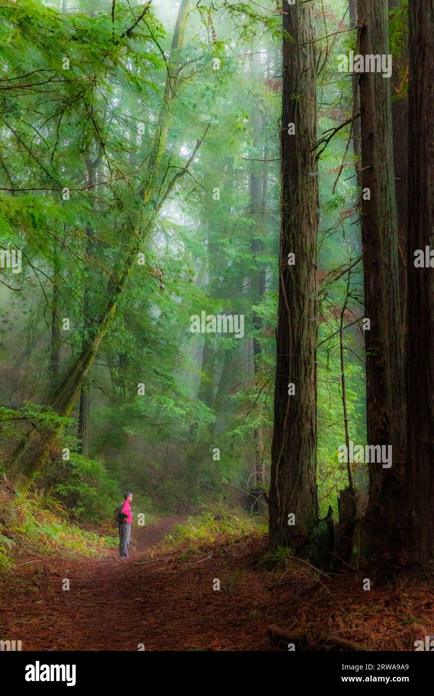 A Lone Hiker At Riverfront Regional Park Among The Tall Redwood Trees ...