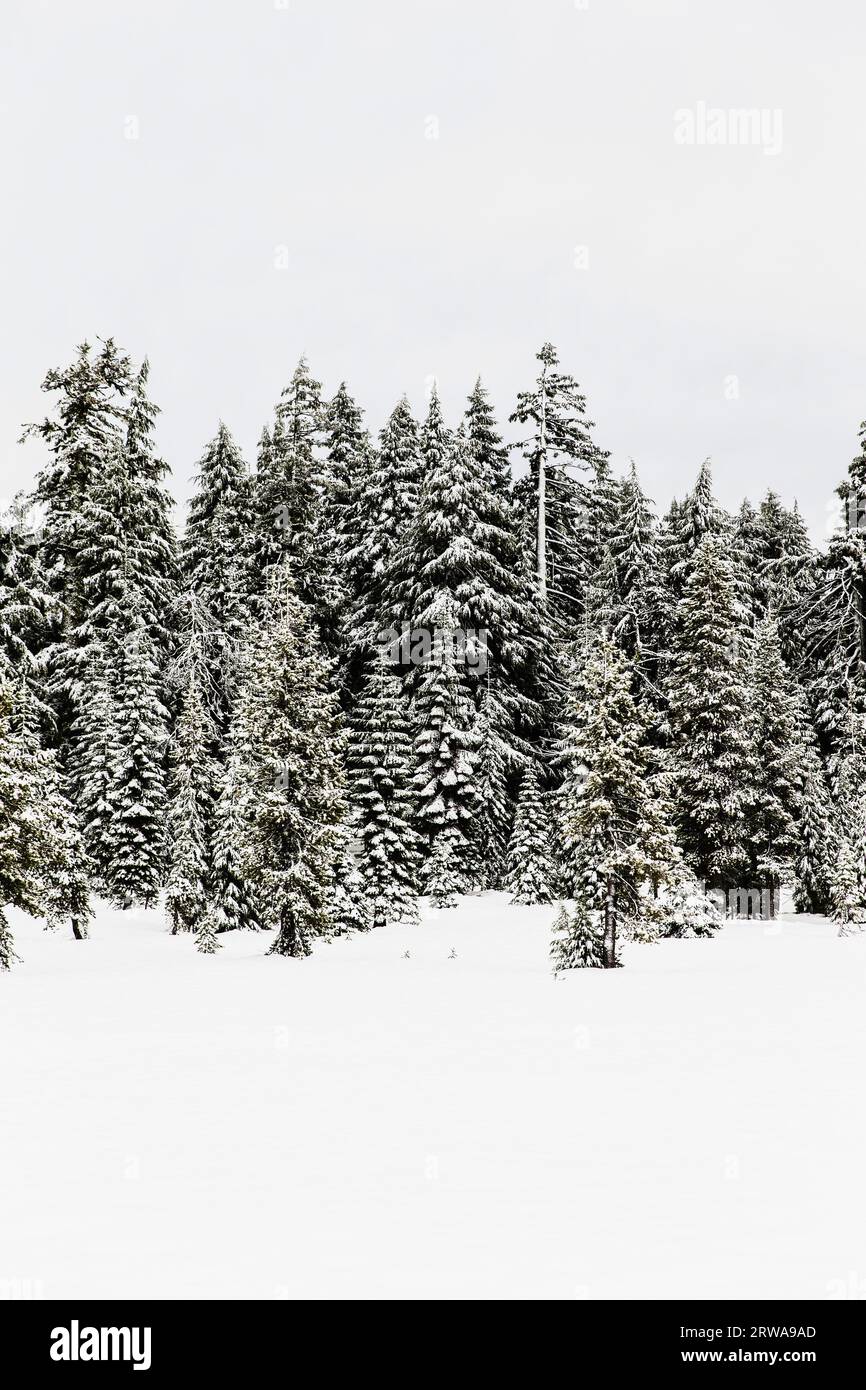 Snow covered conifers Stock Photo - Alamy