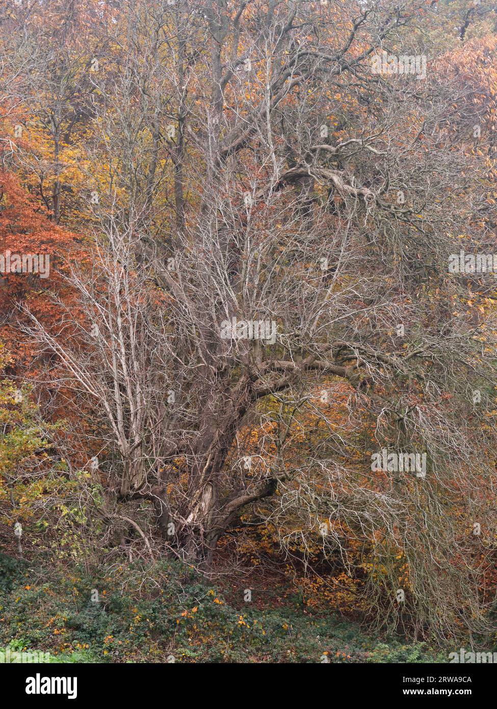 Rectory woods hi-res stock photography and images - Alamy