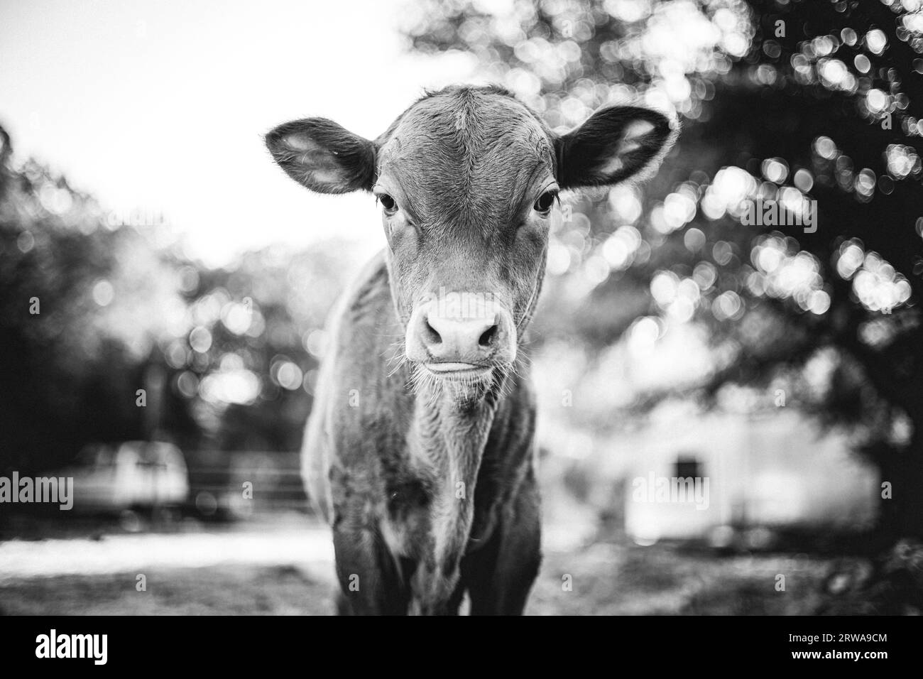 A closeup black and white of a cow gazing into the camera surrounded by ...