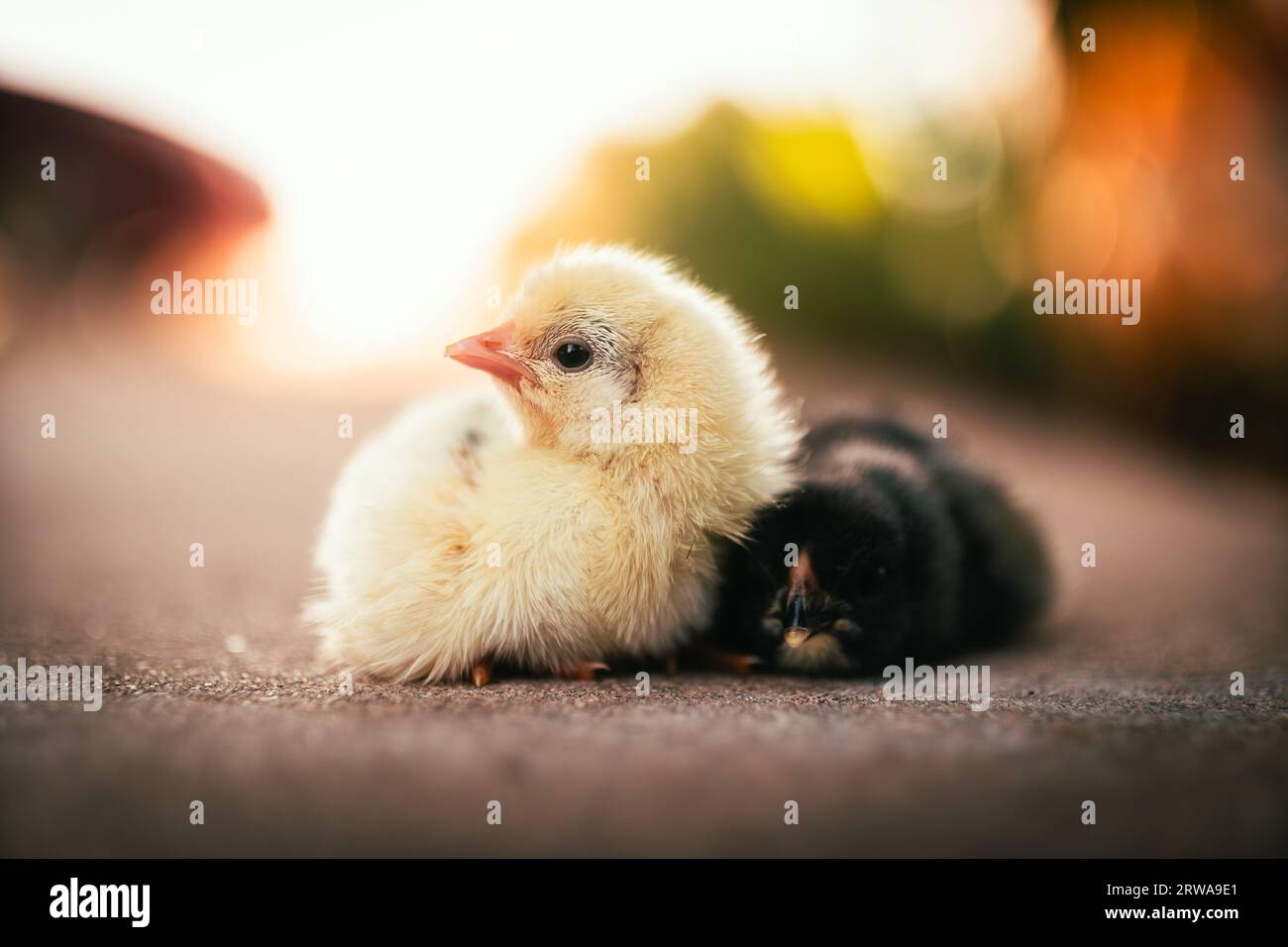 The two baby chickens basking in the sun, lying in the middle of the ...