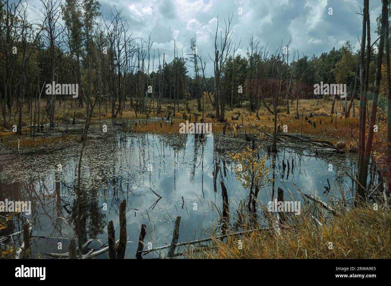 Primeval swamp in the Königsbrücker Heide nature reserve, former Soviet ...