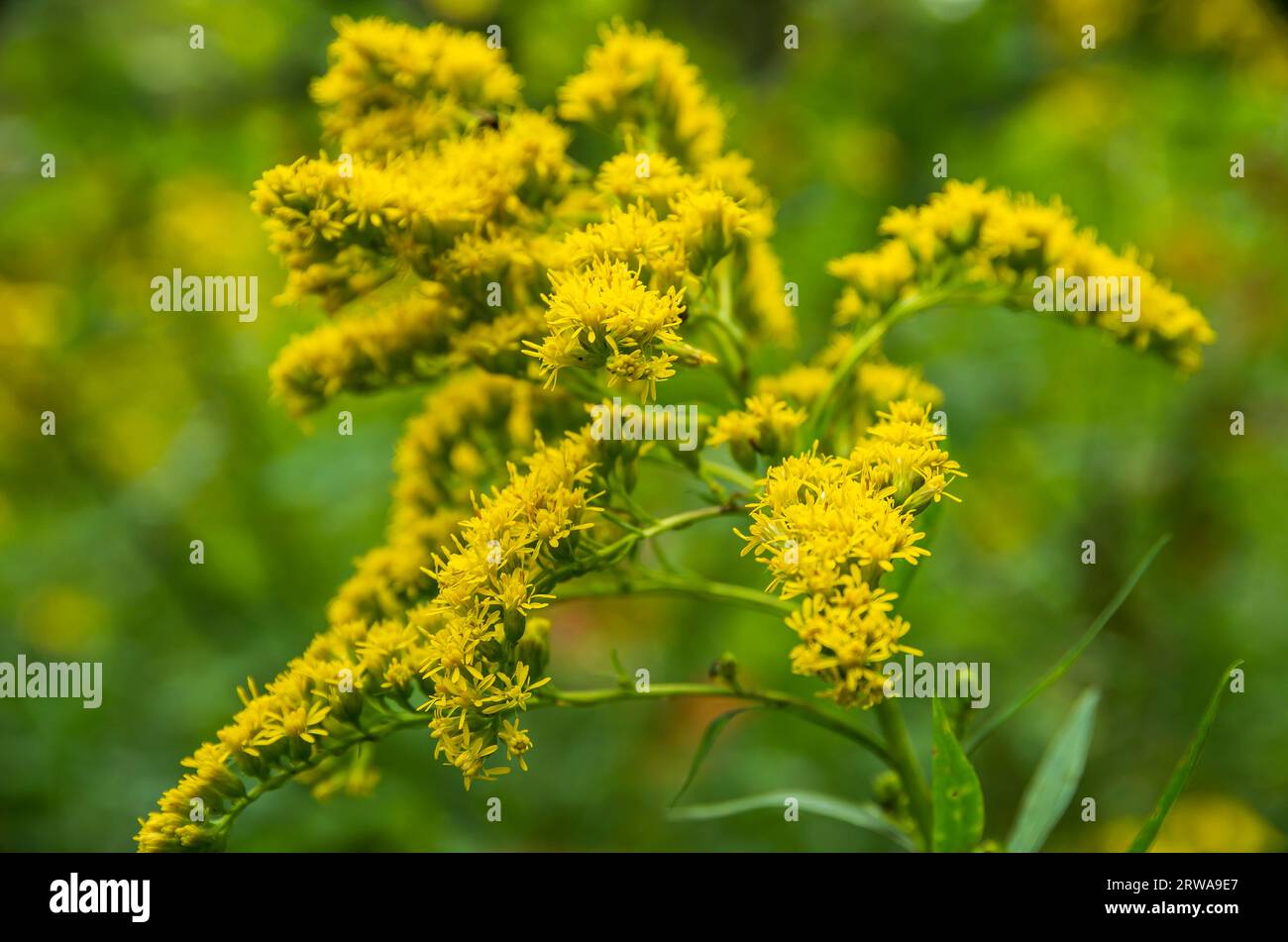 The Giant goldenrod, Solidago gigantea, a neophyte form Norht America ...