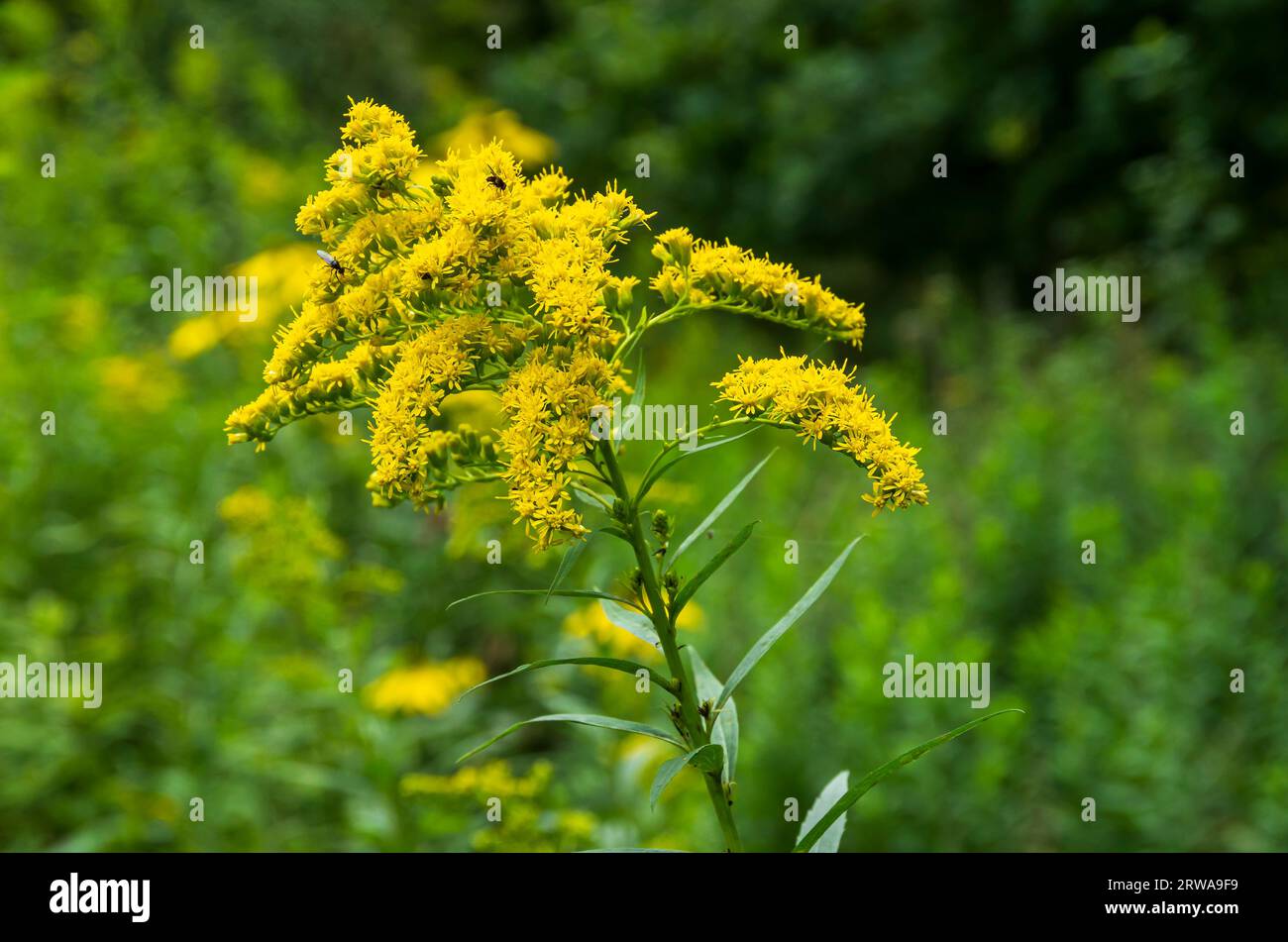 Wild-growing Giant Goldenrod, Solidago gigantea as a neophyte from ...