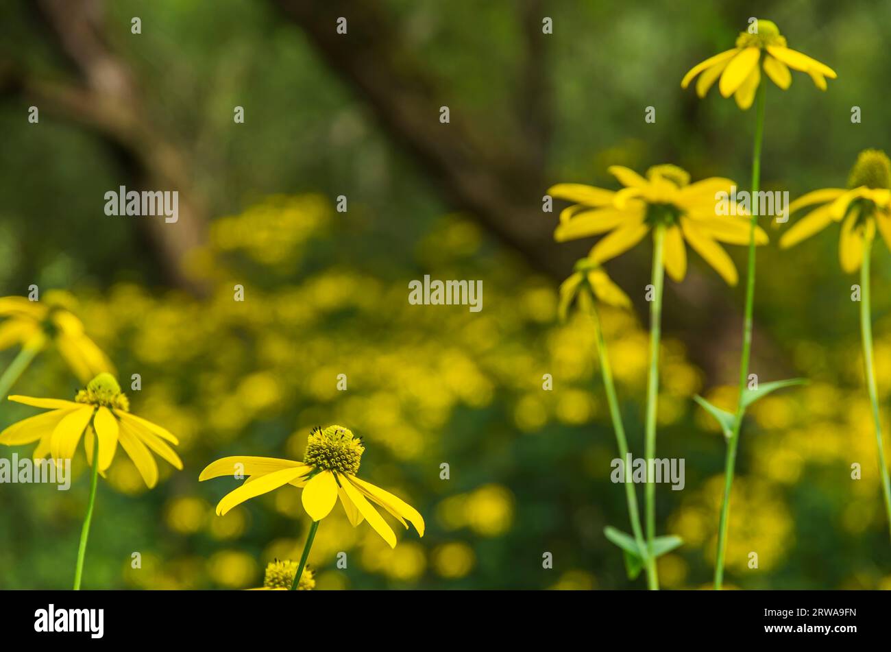 Wild yellow coneflower, Echinacea, in a nature reserve, Königsbrücker ...