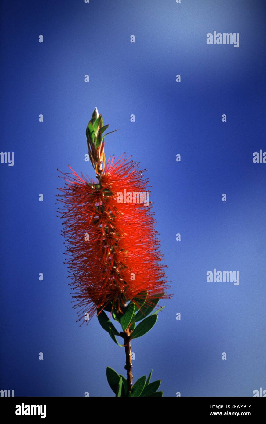 Te bottlebrush color image flaschenputzer flora flower pflanze plant ...