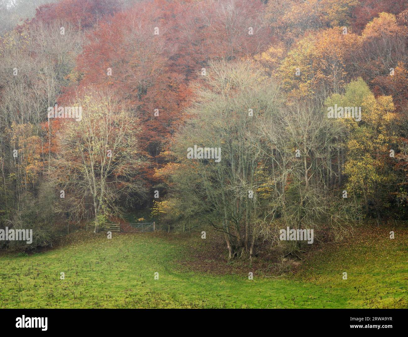 Natural Woodland at Goat Hill, an escarpment at the eastern end of the ...