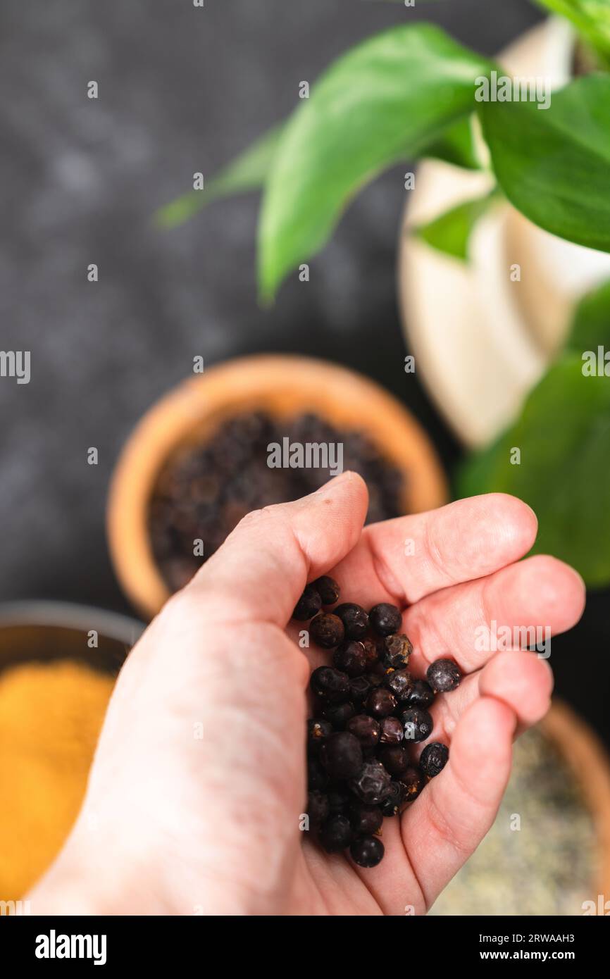 A hand holding blue purple juniper berries Stock Photo - Alamy