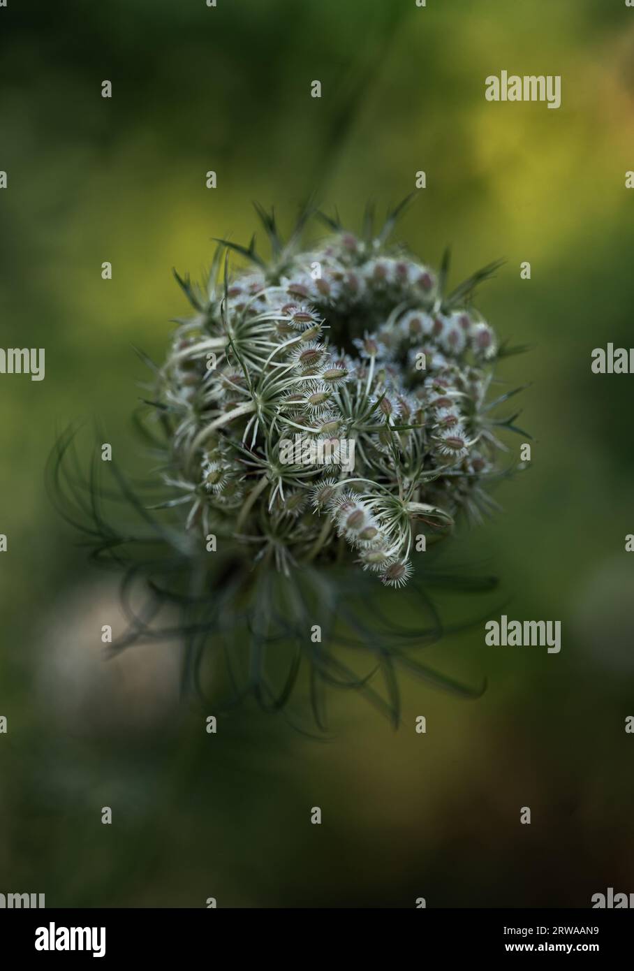 Queen seeds hi-res stock photography and images - Alamy